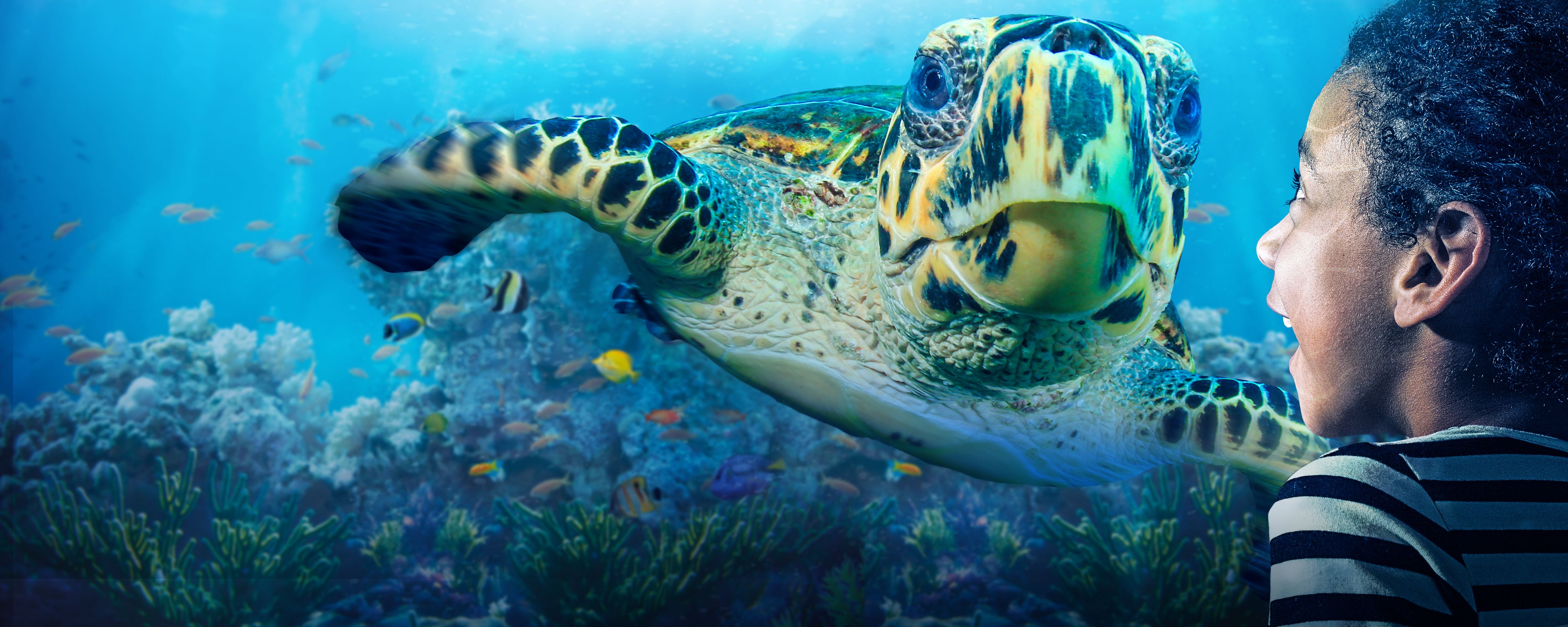 Visit The Best Arizona Aquarium | SEA LIFE Arizona Aquarium