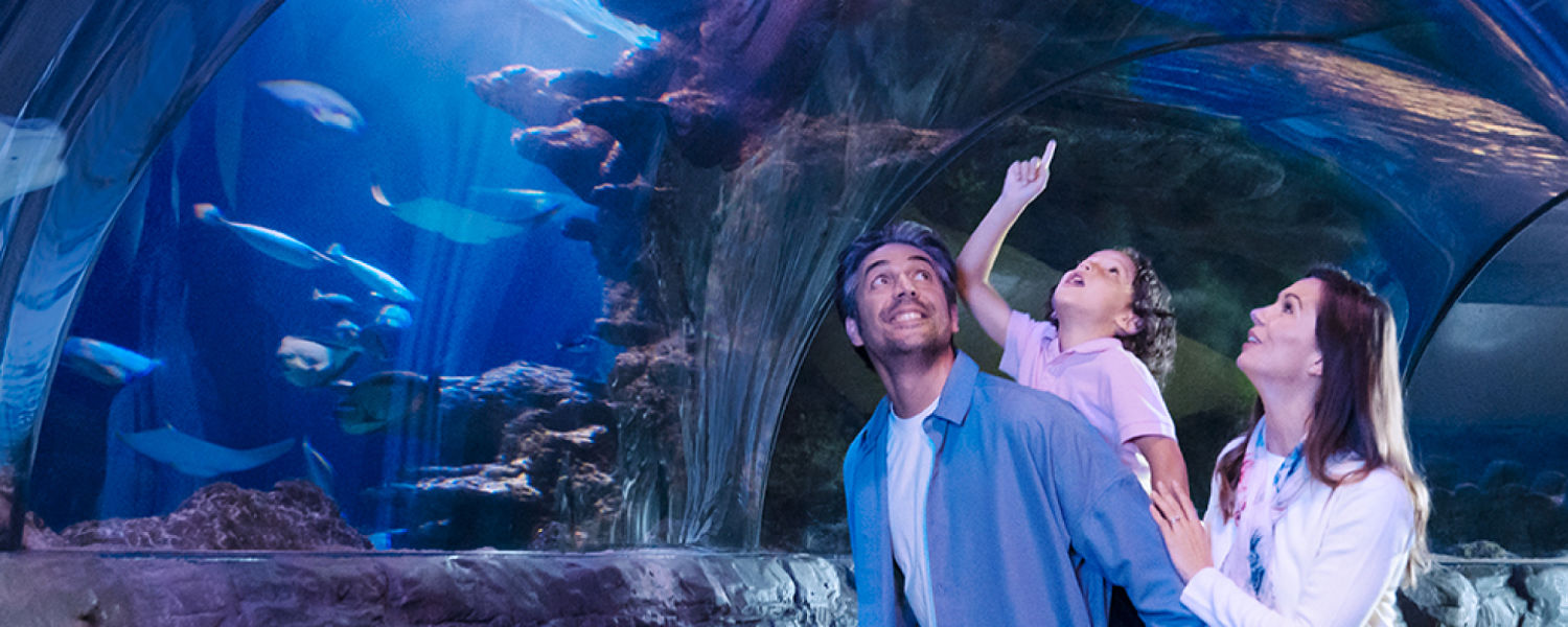 Limited-Time Summer Tickets - SEA LIFE Arizona
