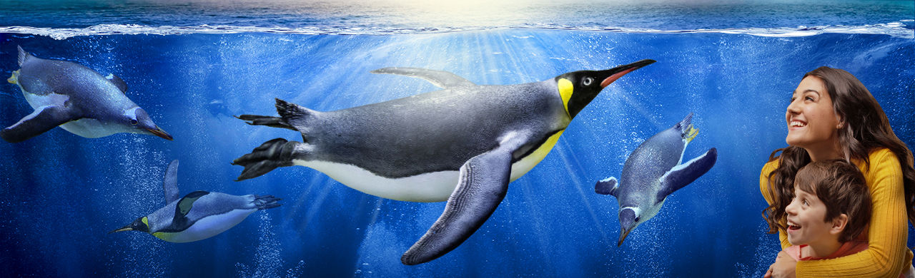 Cool Creatures at SEA LIFE Kelly Tarlton's