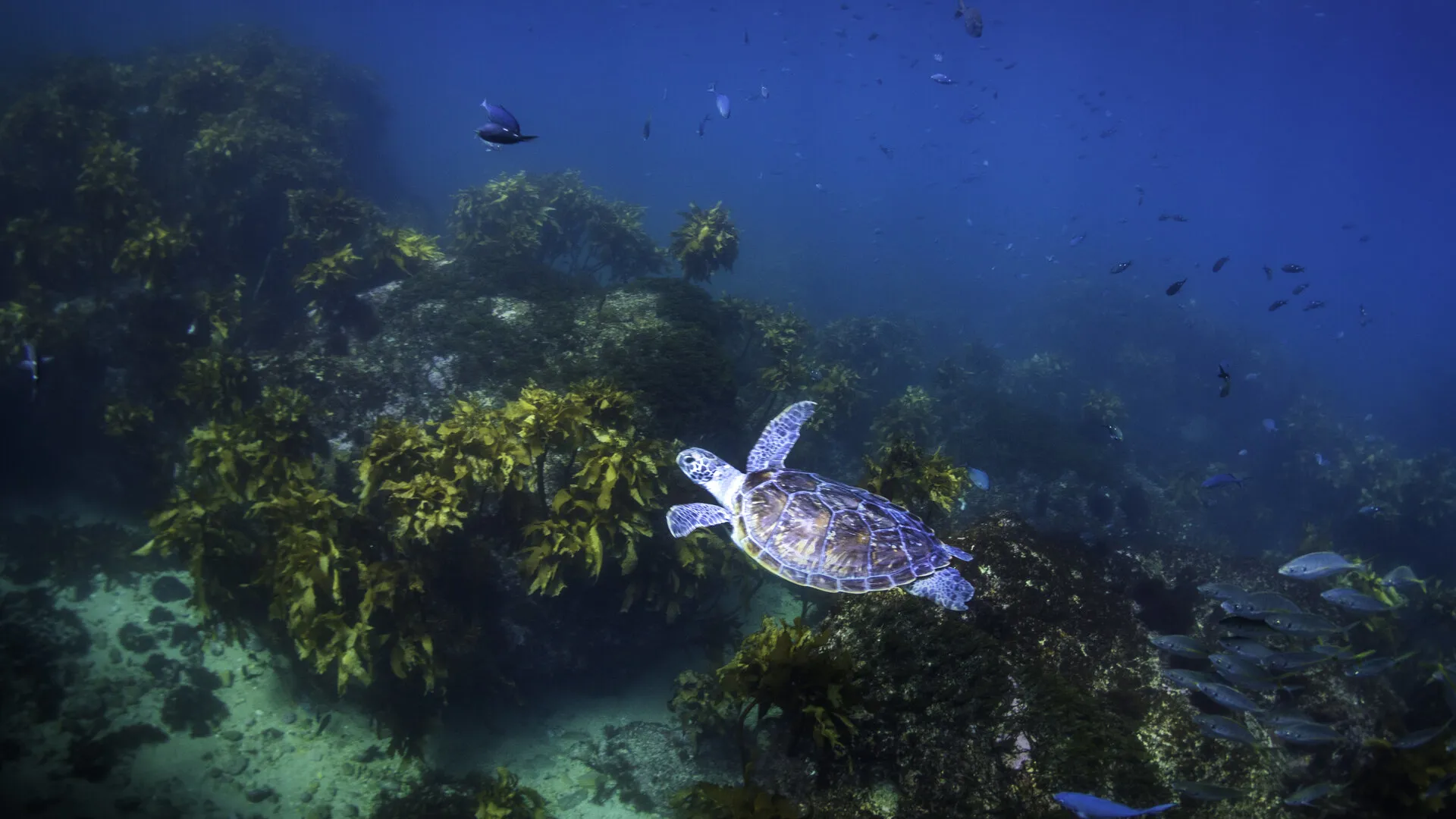 SEA LIFE Trust | Conservation | SEA LIFE Kelly Tarlton's Aquarium