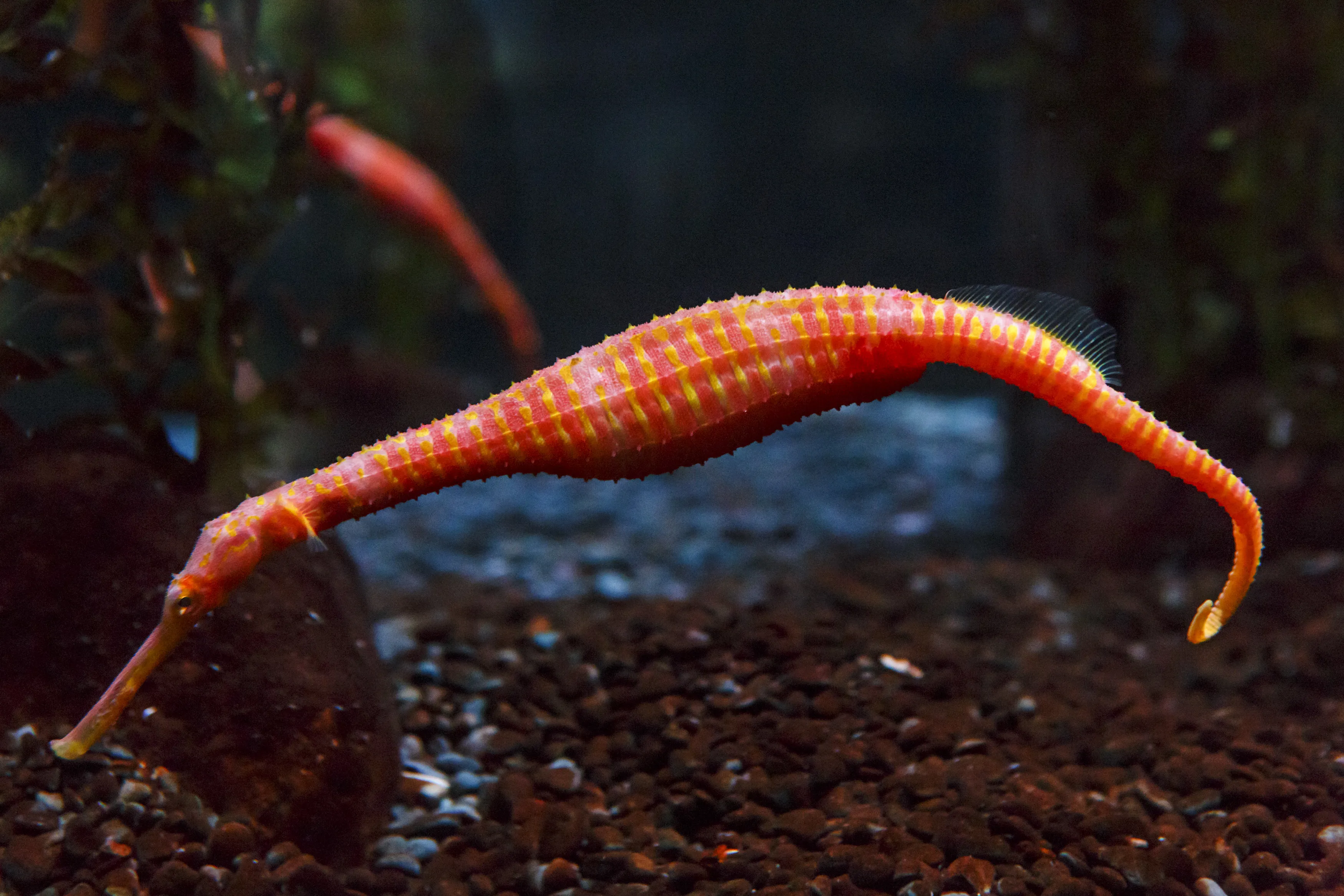 Seahorse & Sea Dragons - SEA LIFE Kelly Tarlton's Aquarium