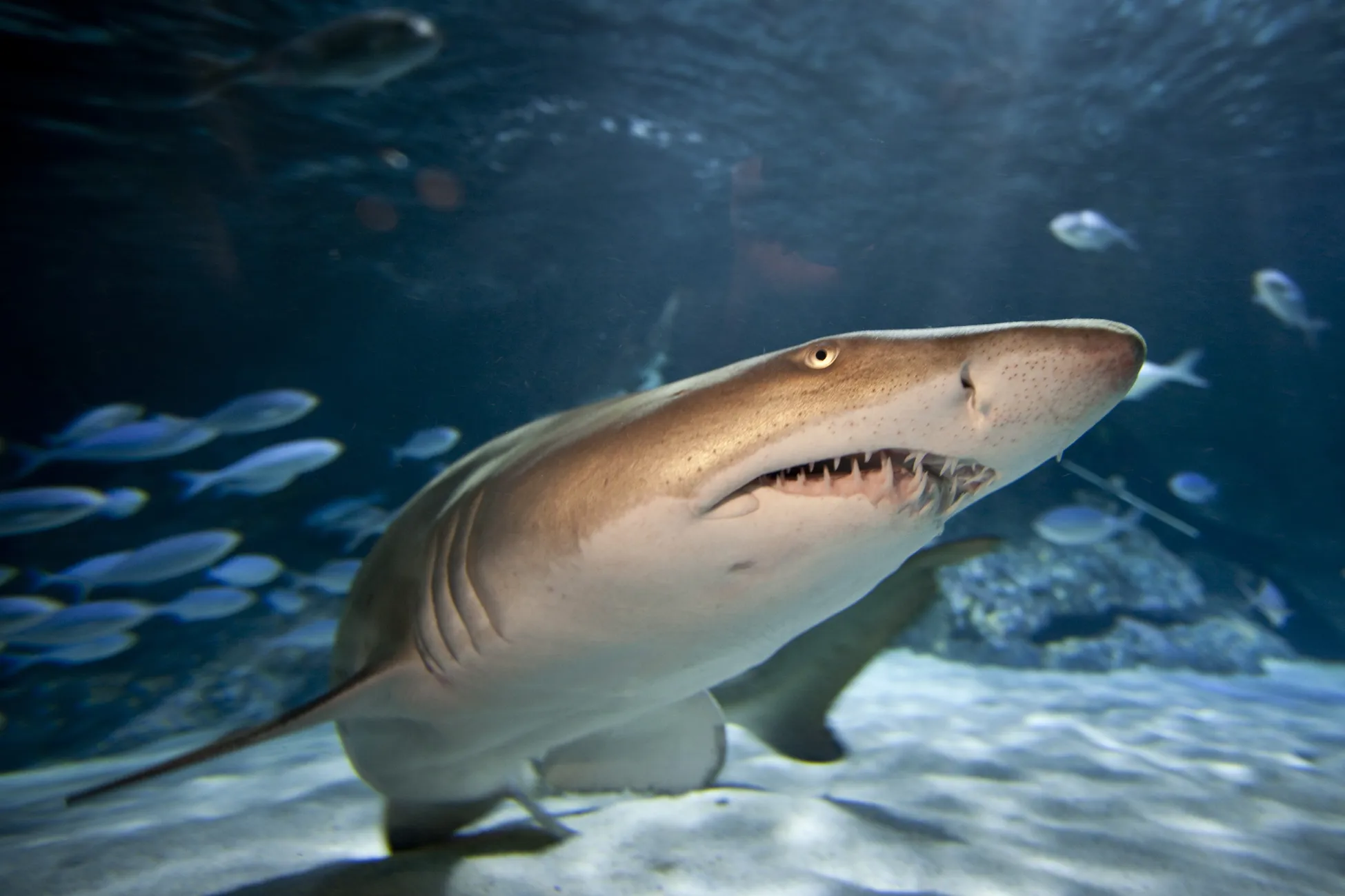 Sharks | SEA LIFE Kelly Tarlton's Aquarium