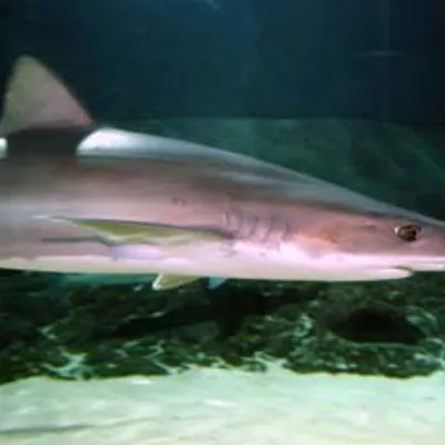 Sharks | SEA LIFE Kelly Tarlton's Aquarium
