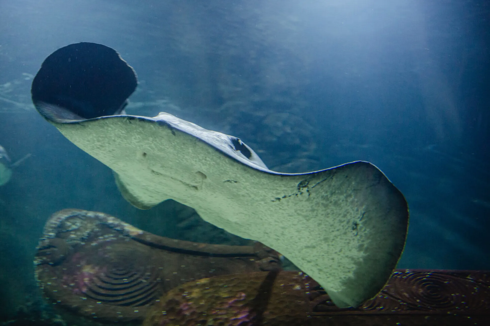 Stingrays | SEA LIFE Kelly Tarlton's Aquarium