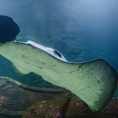 Stingrays | SEA LIFE Kelly Tarlton's Aquarium