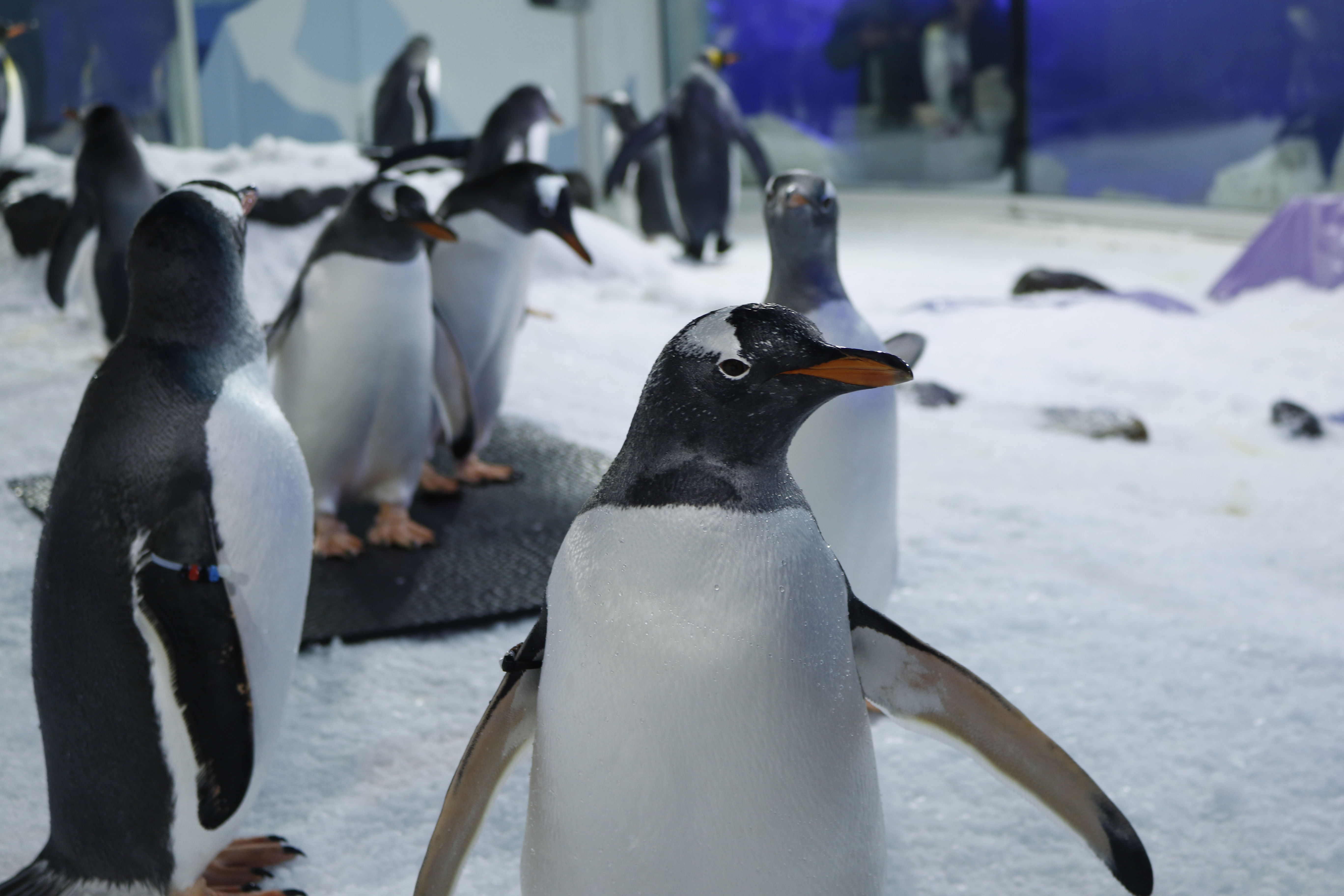 Penguins for Penguins | Conservation | SEA LIFE Kelly Tarlton's Aquarium