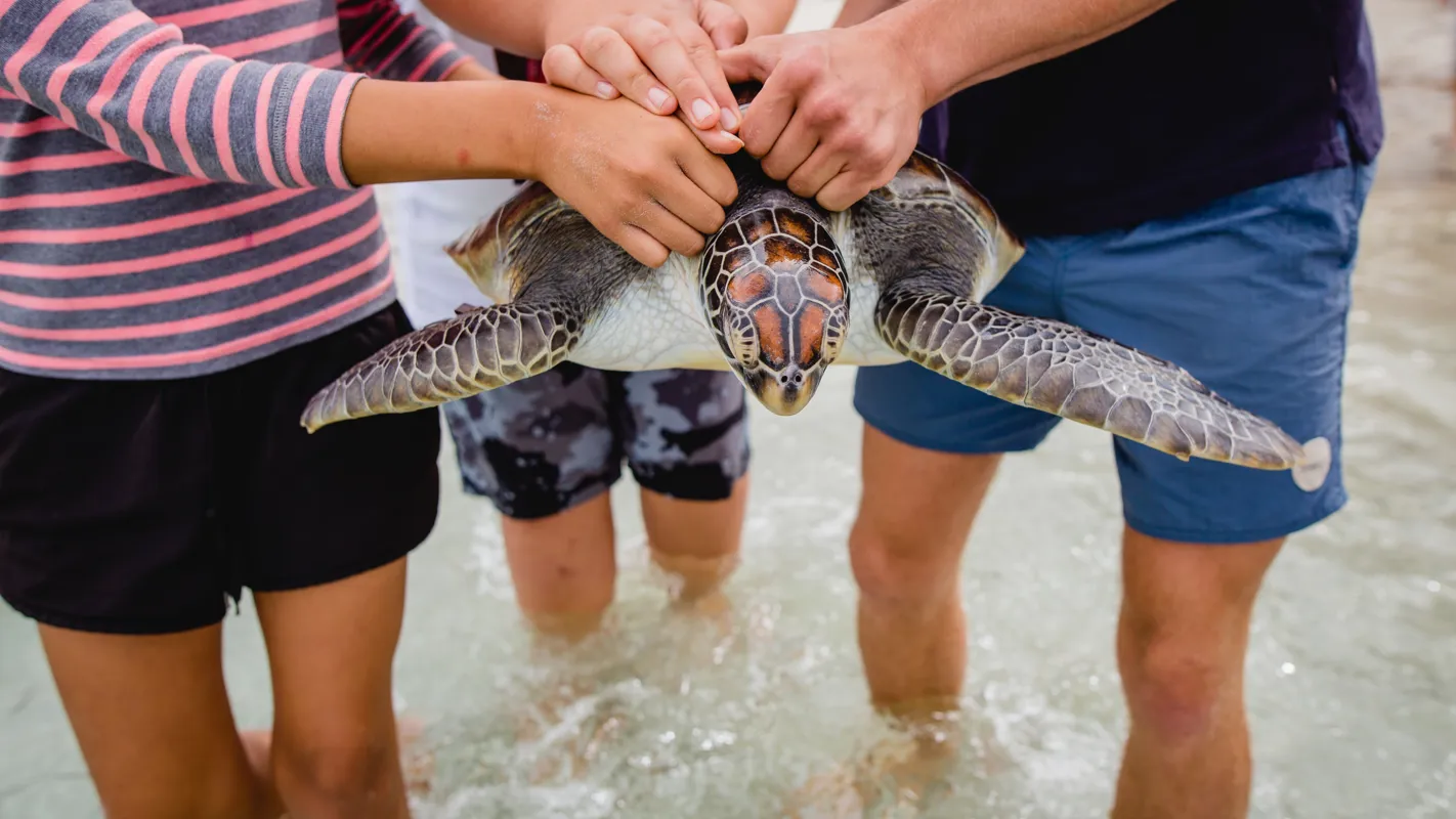 Releasing Calvin the green sea turtle back into the wild! | Turtle ...