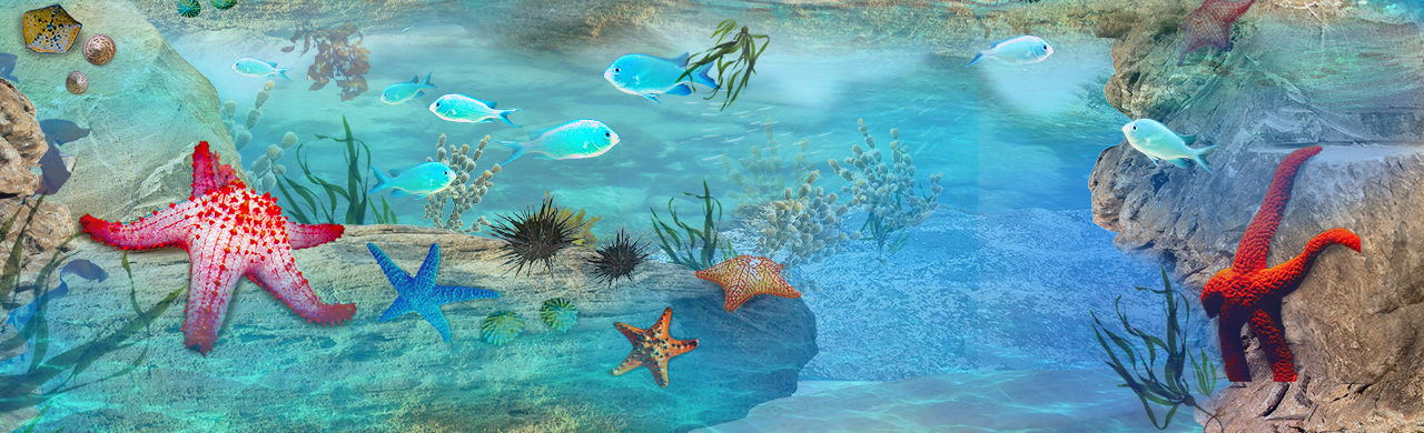 Rockpool Ranger | SEA LIFE Kelly Tarlton's Aquarium