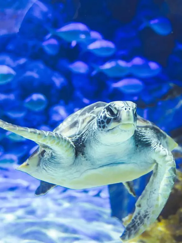 SEA LIFE Kelly Tarlton's Aquarium, Auckland | Official Site