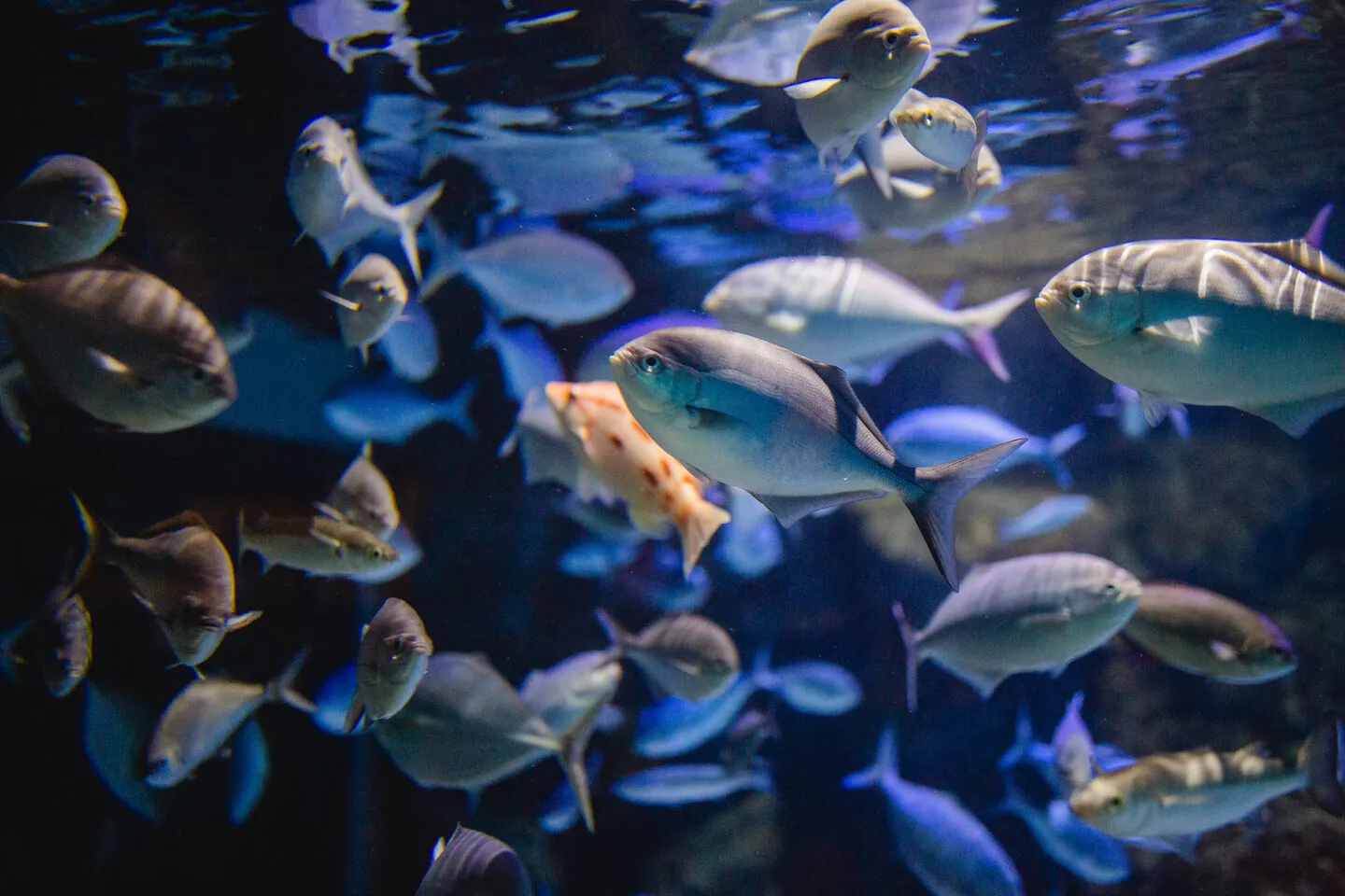 SEA LIFE Kelly Tarlton's Aquarium in Auckland, NZ - Official Website