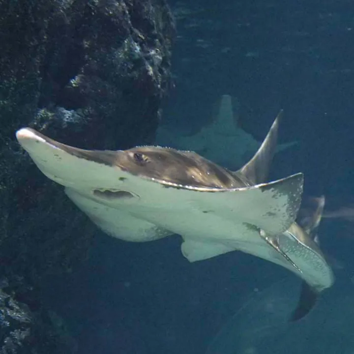 Bowmouth Guitarfish | SEA LIFE Bangkok Ocean World