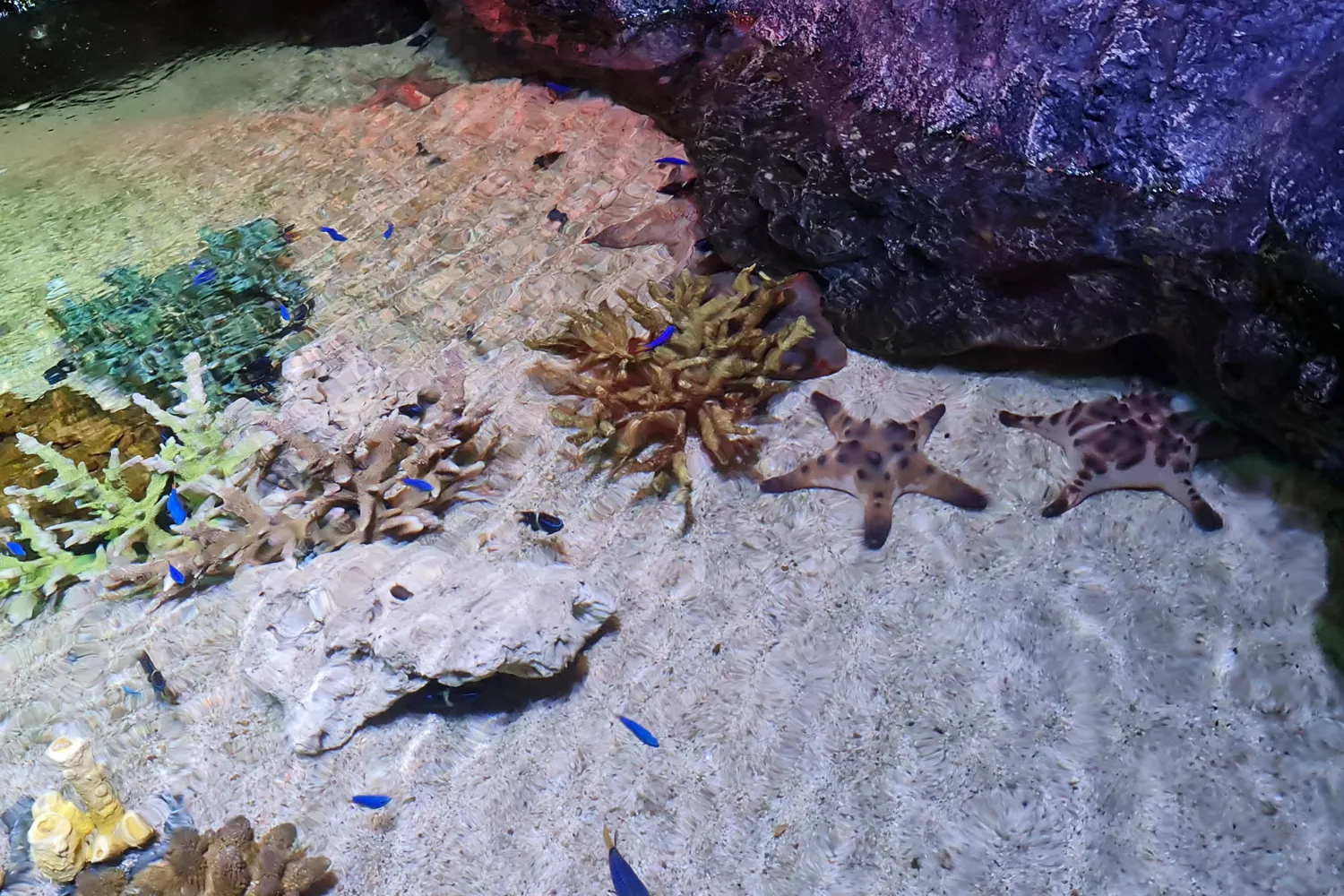 Rockpool Inhabitants | SEA LIFE Bangkok Ocean World