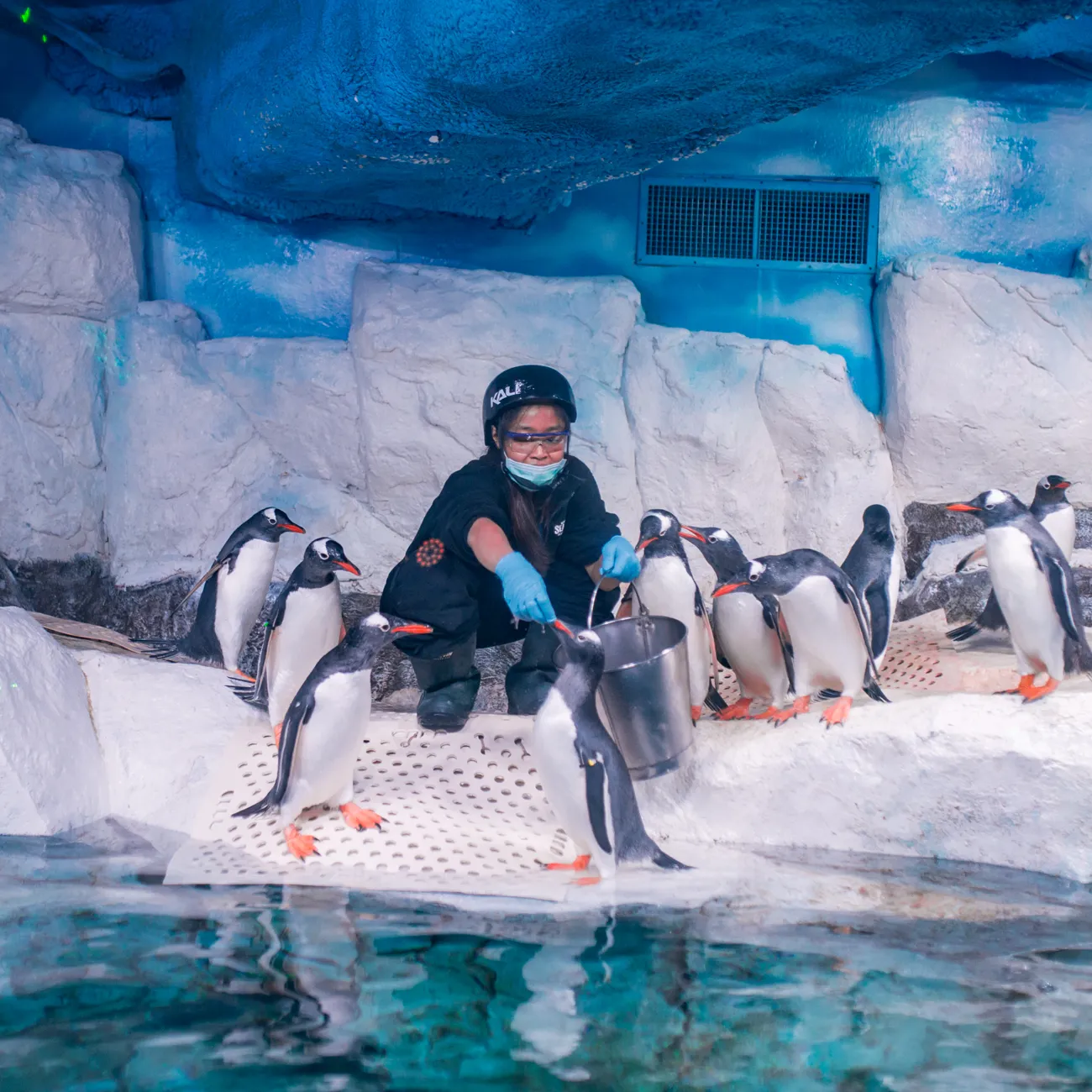 Discover An Amazing Underwater World | SEA LIFE Bangkok Ocean World