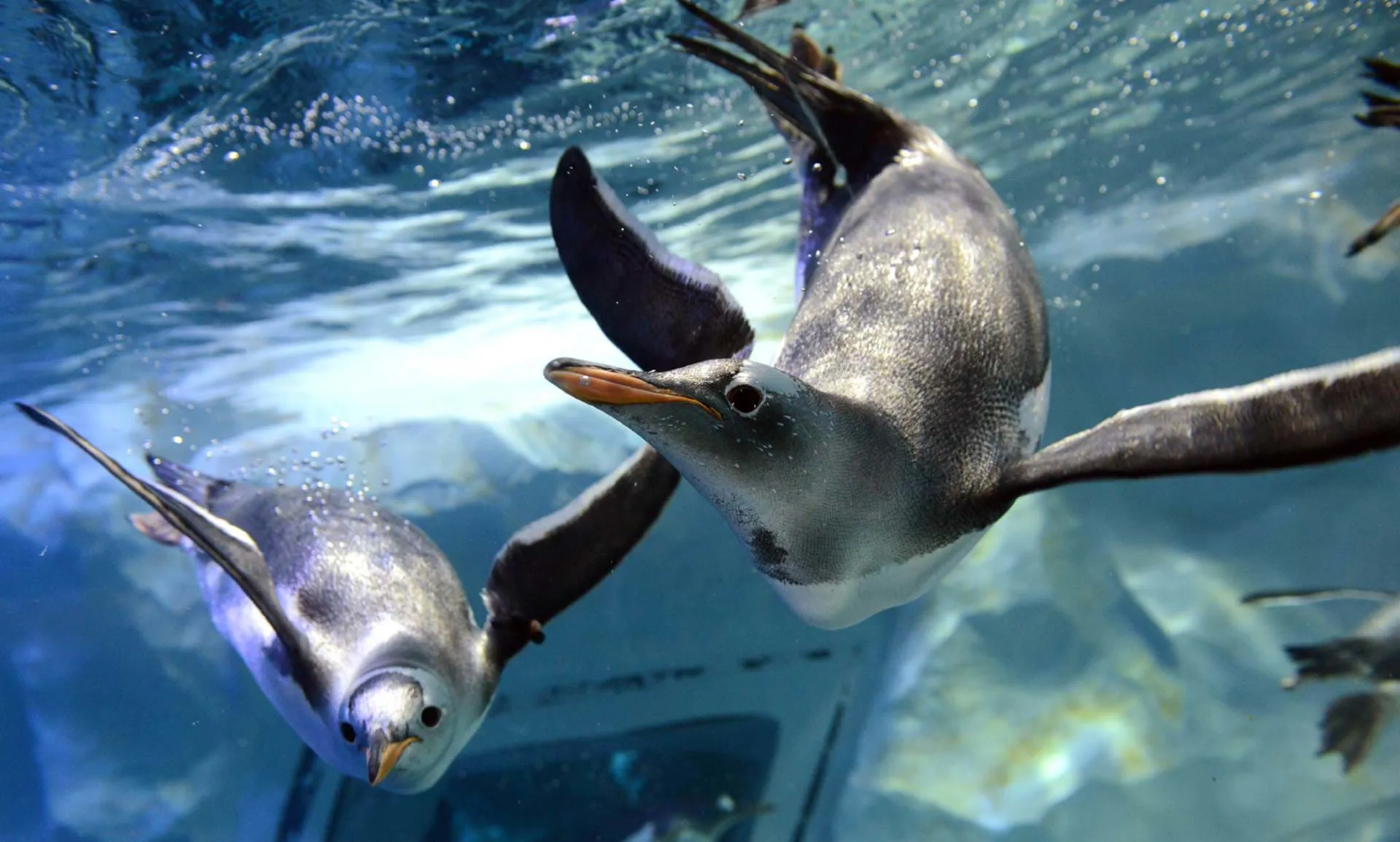 Shark Eating Penguin