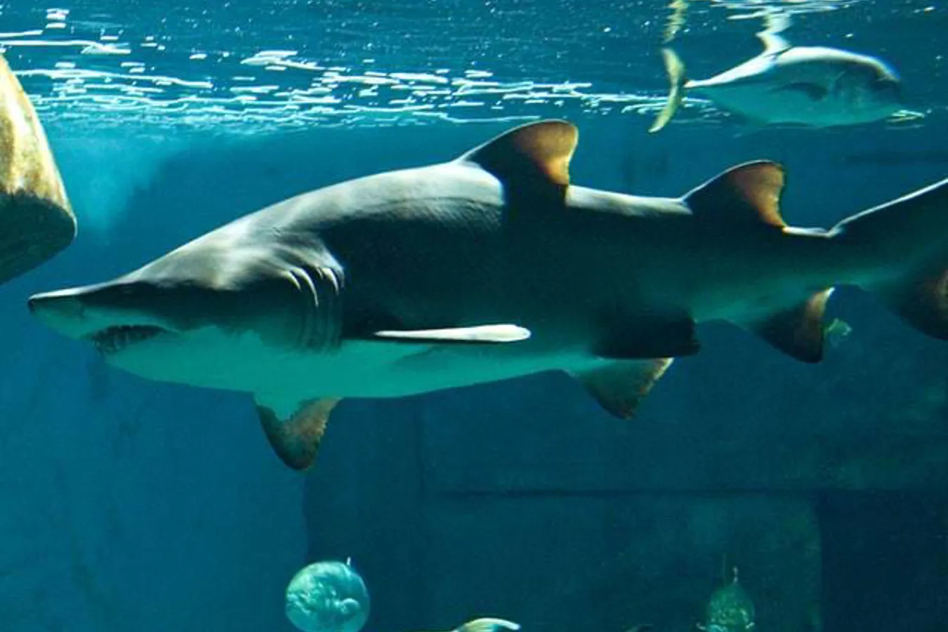 Sand Tiger Shark | SEA LIFE Bangkok Ocean World