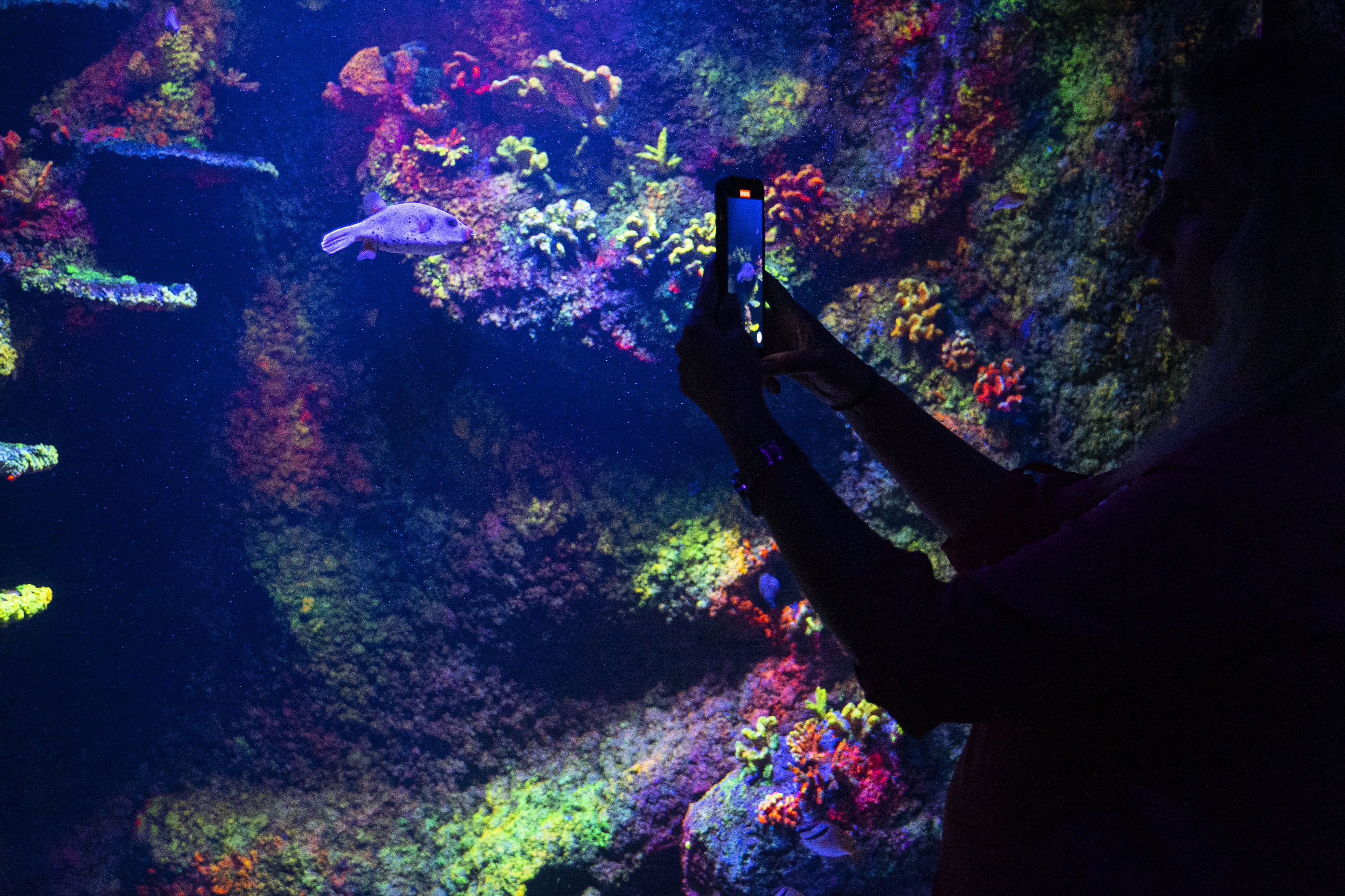 SCAN, PLAY AND LEARN! | Sea Life Benalmádena