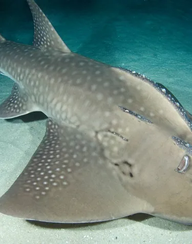 Meet Stingrays | SEA LIFE Birmingham Aquarium
