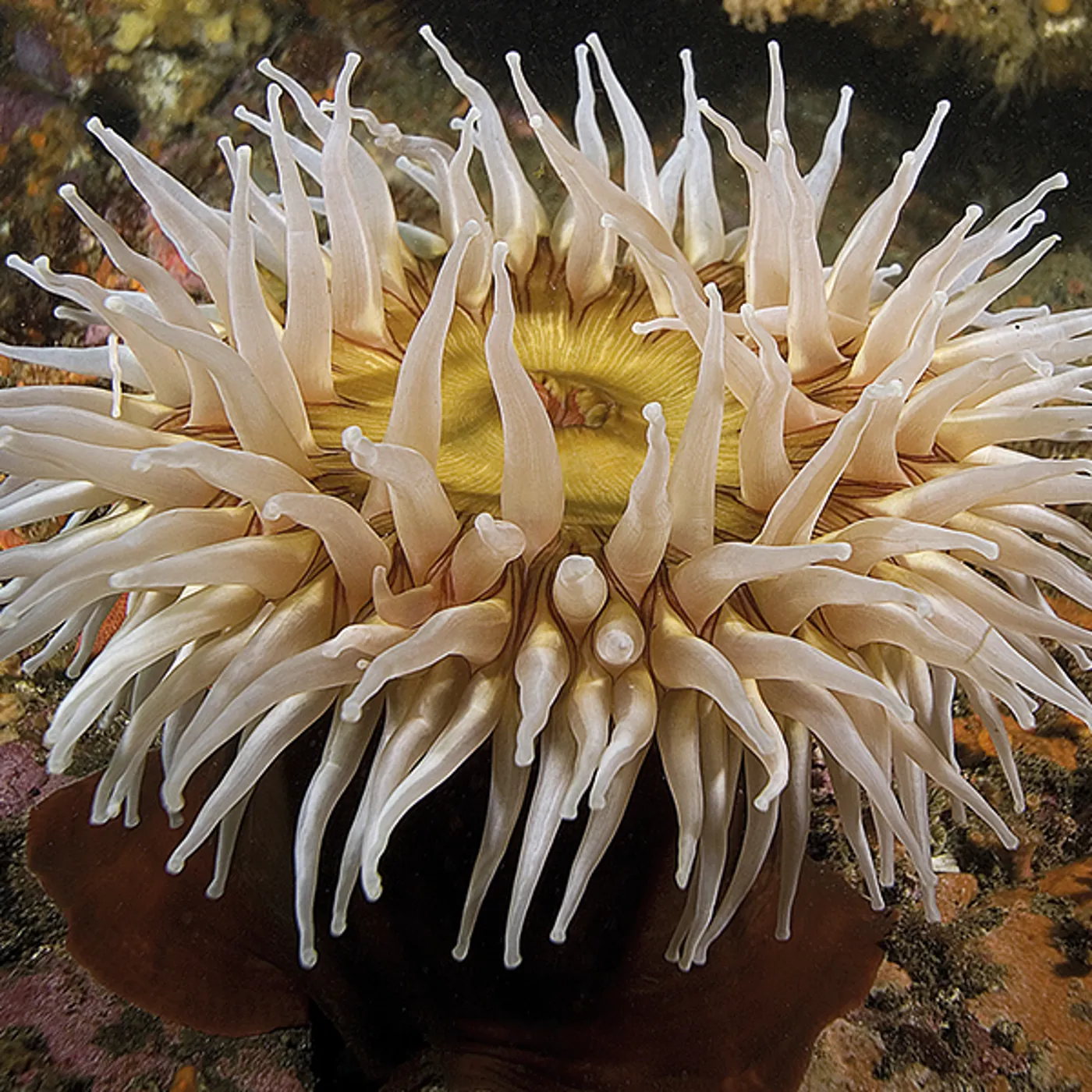 See Rockpool Creatures | SEA LIFE Birmingham Aquarium