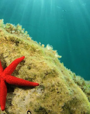 See Rockpool Creatures | SEA LIFE Birmingham Aquarium