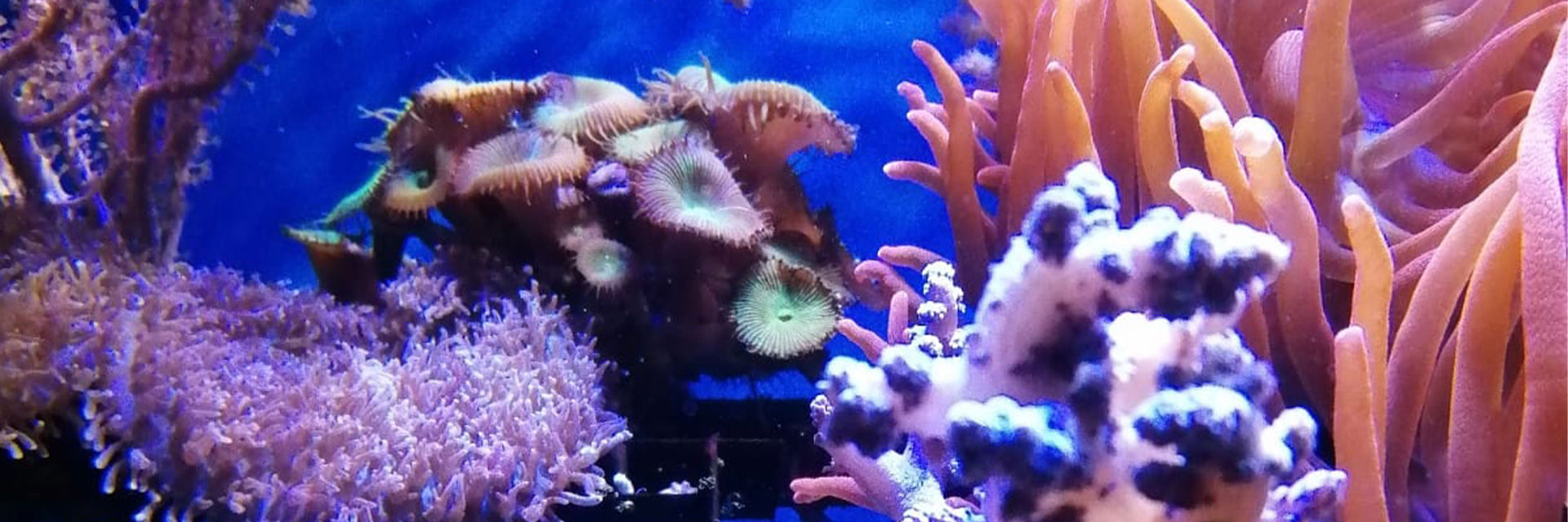 Scatter Feeding Experience | SEA LIFE Birmingham