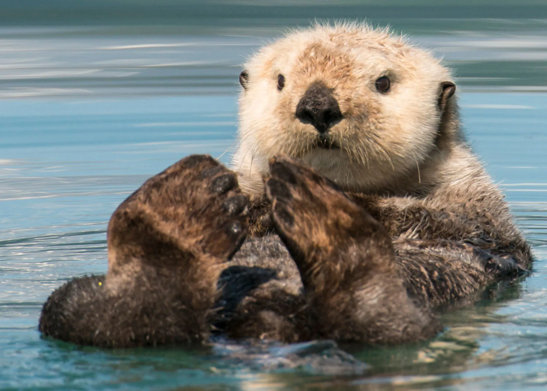 See Sea Otters | SEA LIFE Birmingham Aquarium