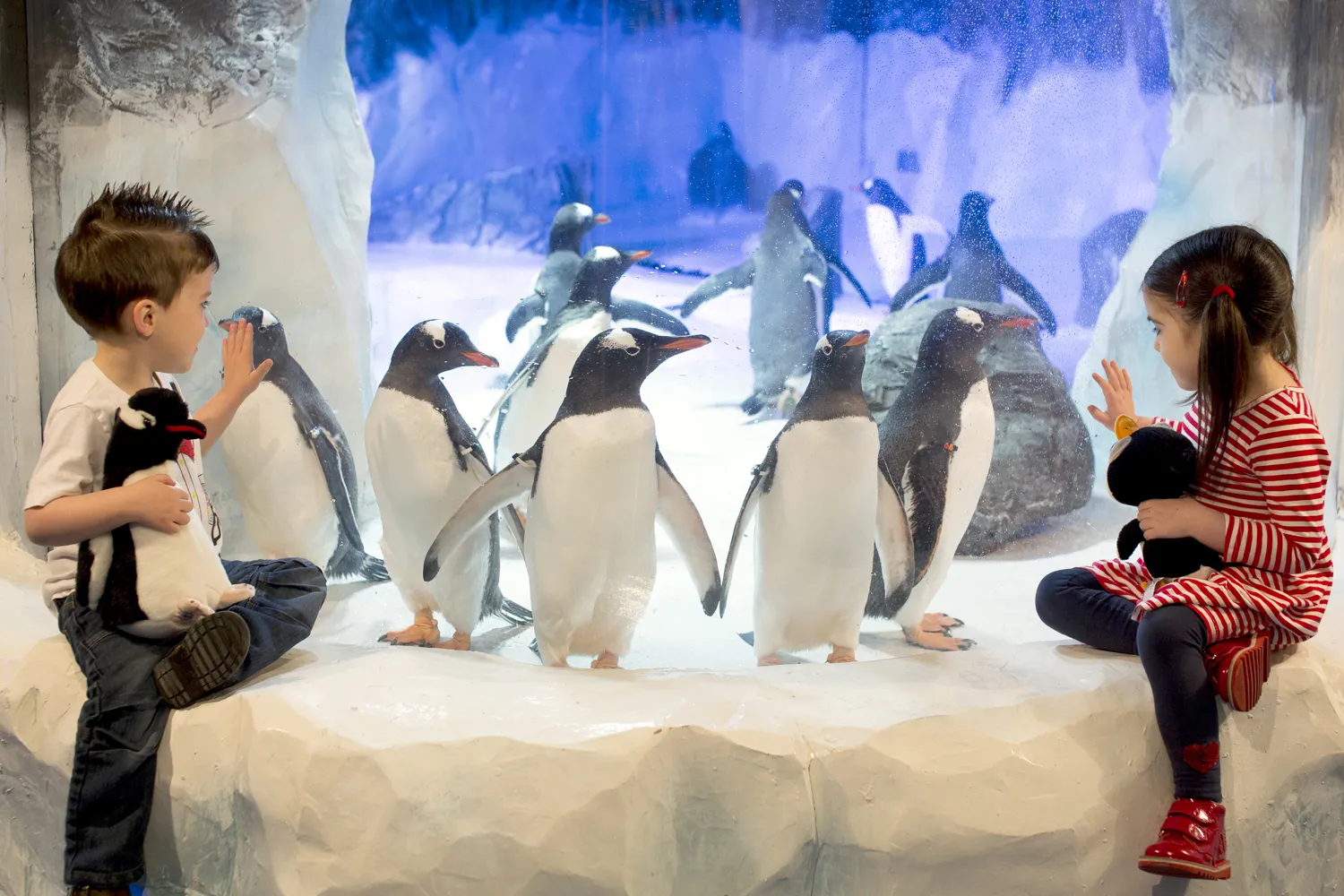 Penguin Ice Adventure SEA LIFE Birmingham Penguin Ice Adventure SEA LIFE Birmingham
