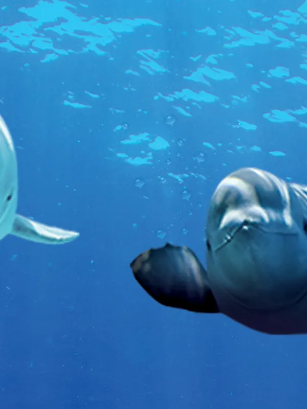 Local Blackpool Aquarium | SEA LIFE Blackpool