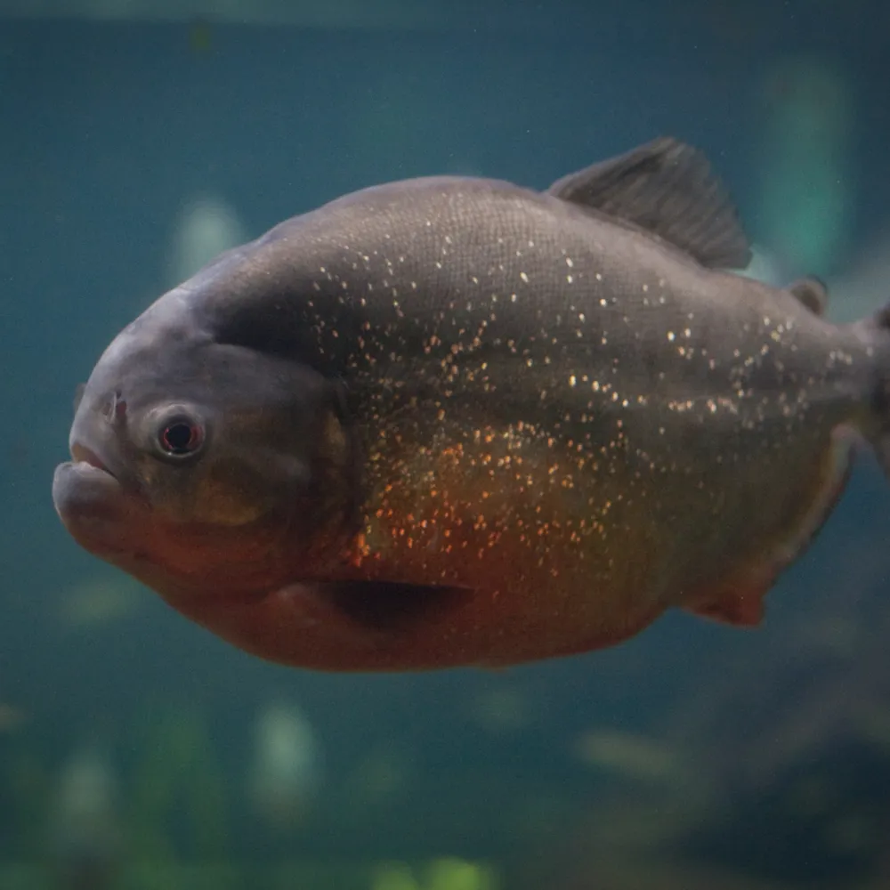 See Piranhas | SEA LIFE Blackpool Aquarium