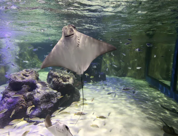 Explore The Aquarium in Blackpool | SEA LIFE Blackpool