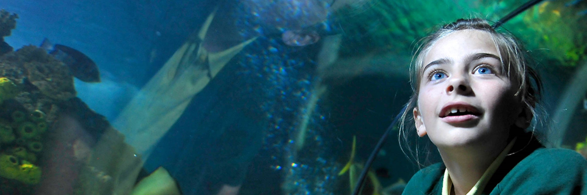 Educational Visits | SEA LIFE Blackpool Aquarium