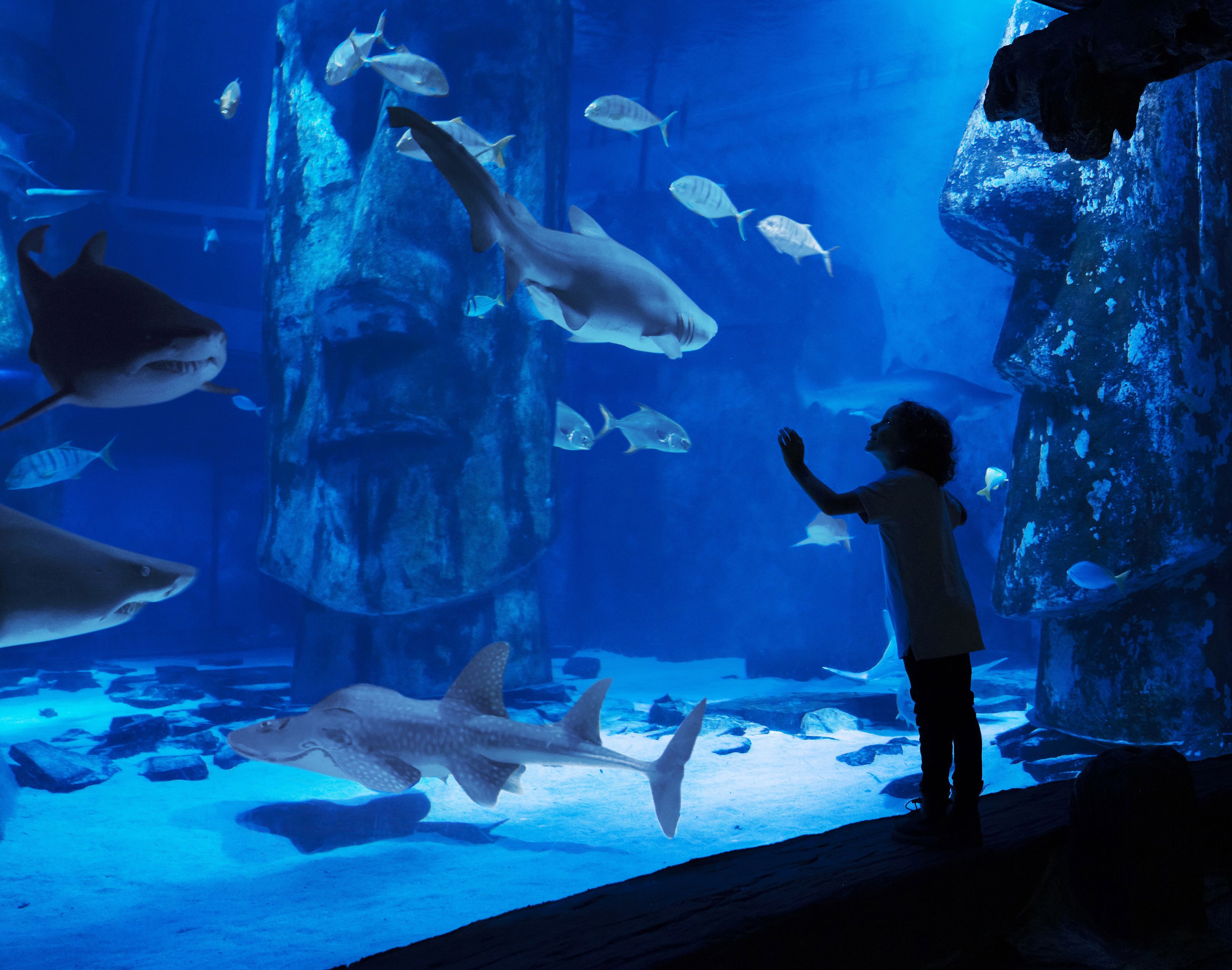 Help Centre | SEA LIFE Blackpool Aquarium