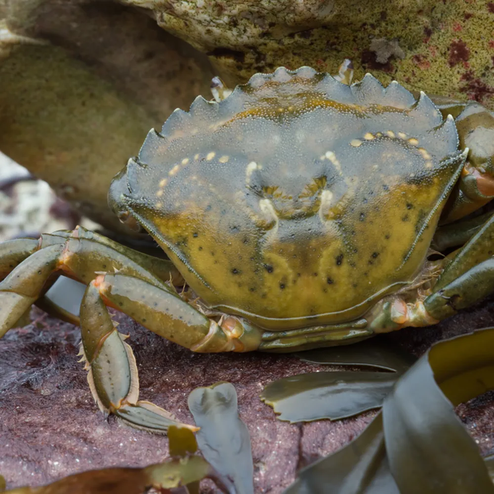 Rock Pool Creatures | SEA LIFE Blackpool Aquarium