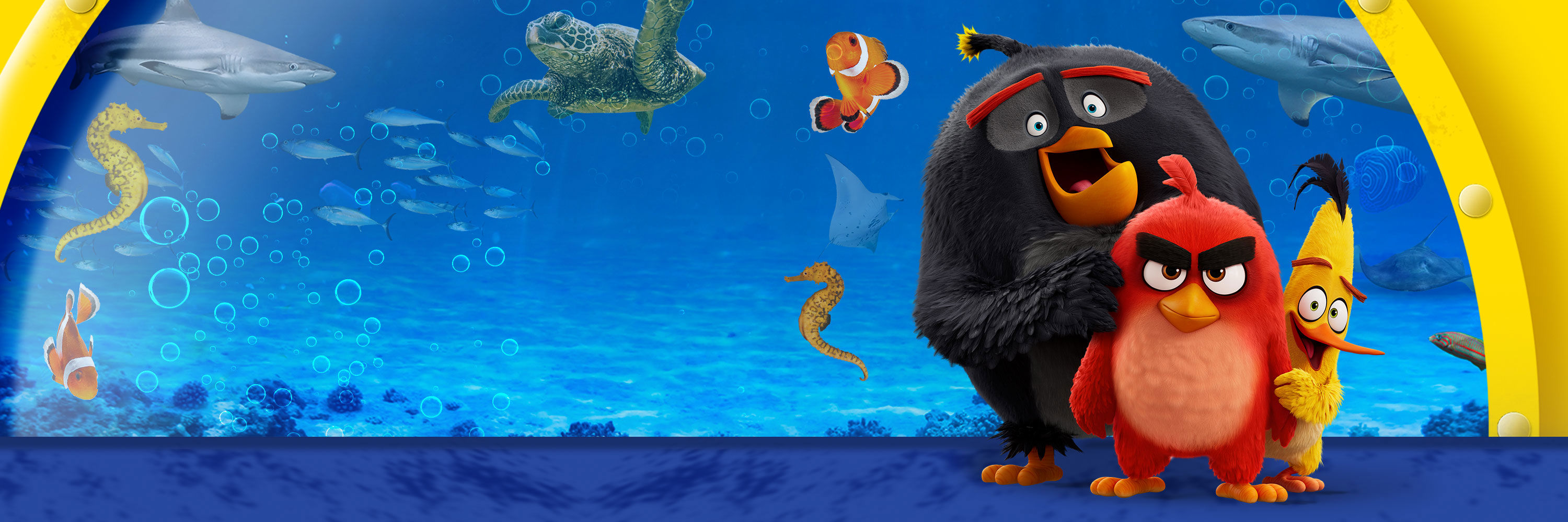 Angry Birds | SEA LIFE Blackpool