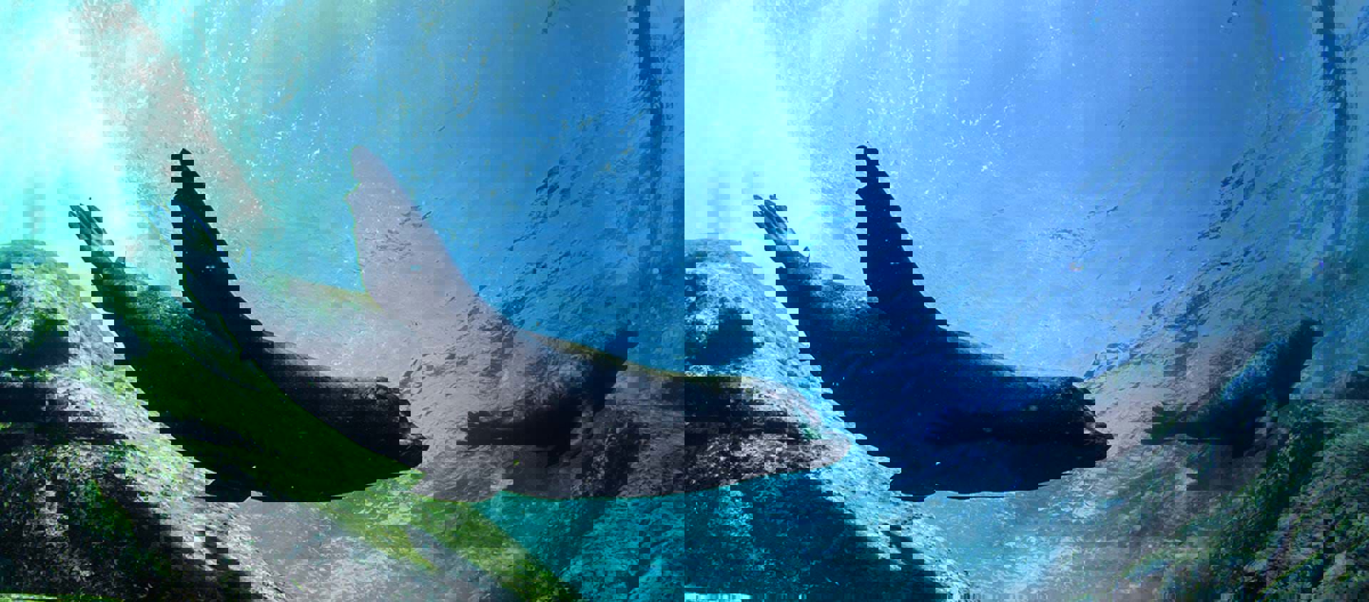 Opening Times | SEA LIFE Blackpool Aquarium