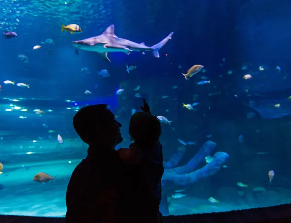 Visit SEA LIFE Blackpool Aquarium