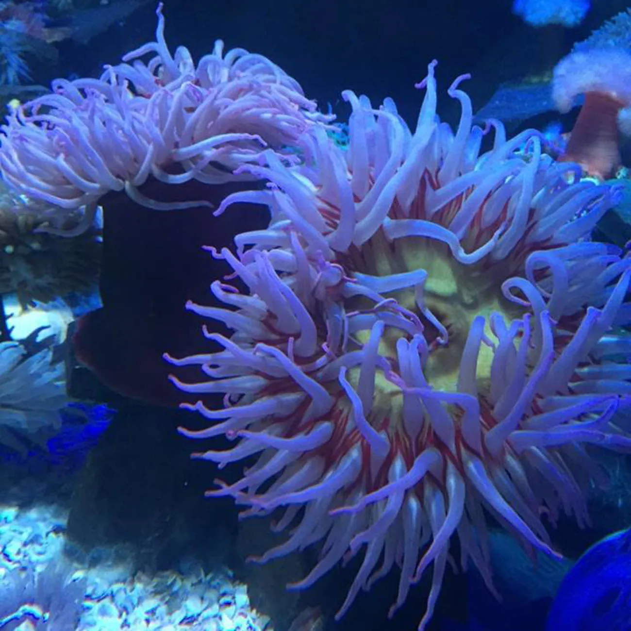 Rock Pool Creatures | SEA LIFE Blackpool Aquarium