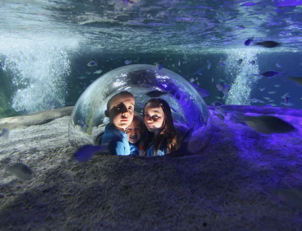 Explore The Aquarium in Blackpool | SEA LIFE Blackpool