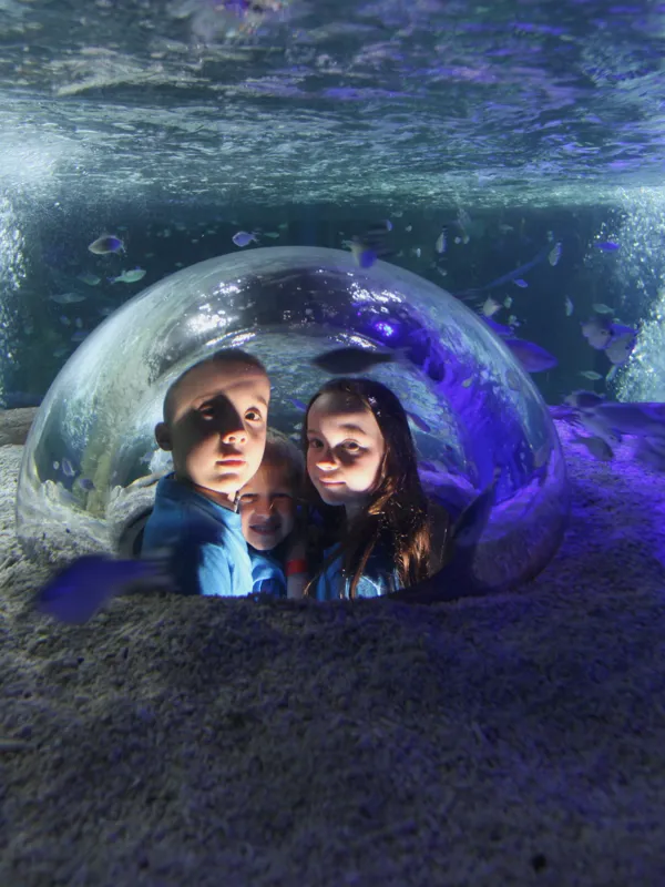 Local Blackpool Aquarium | SEA LIFE Blackpool