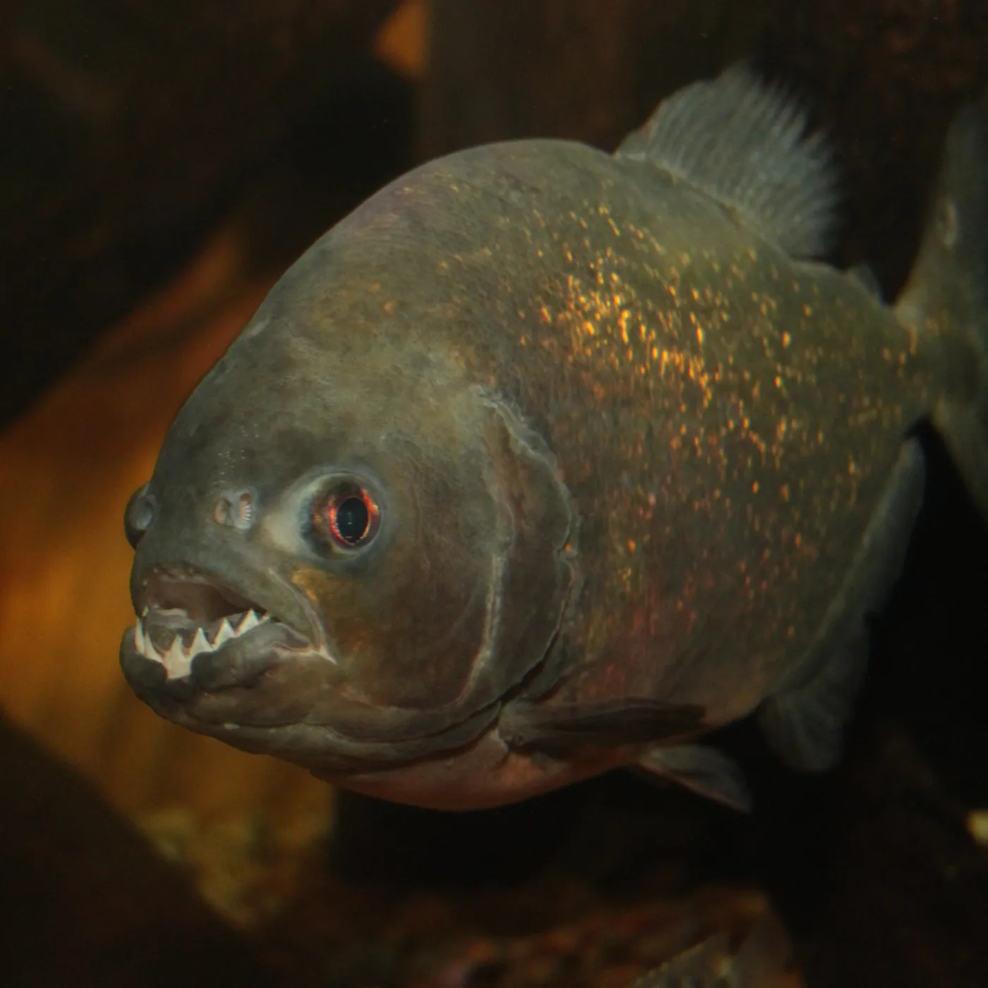 See Piranhas | SEA LIFE Blackpool Aquarium