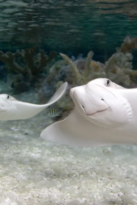 Local Blackpool Aquarium | SEA LIFE Blackpool