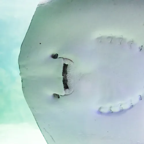 Meet our Sea Animals | SEA LIFE Brighton Aquarium