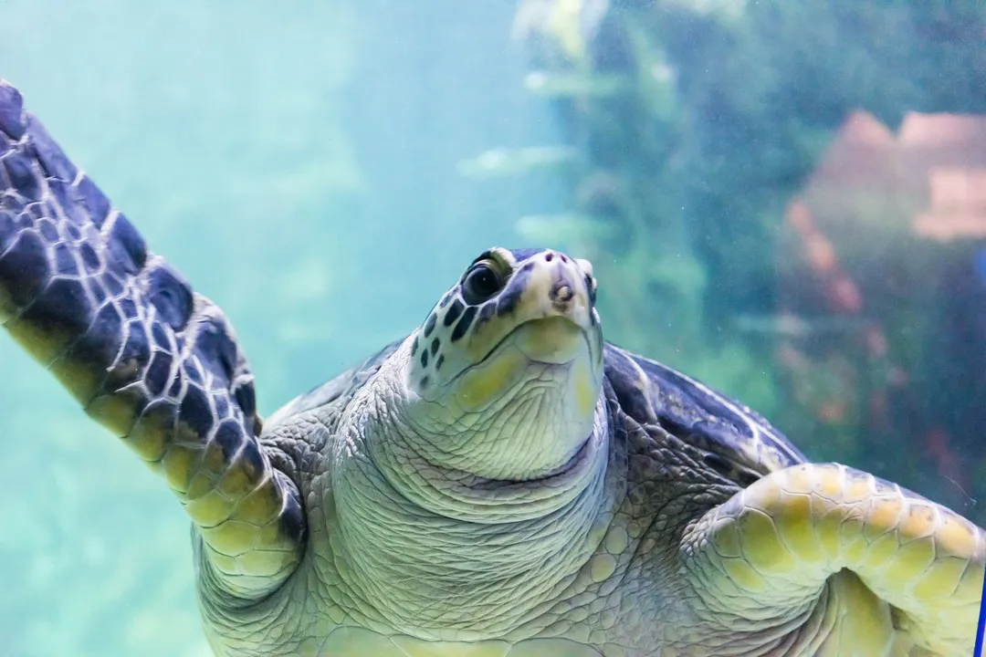 Turtle Feeding Experience | SEA LIFE Brighton Aquarium