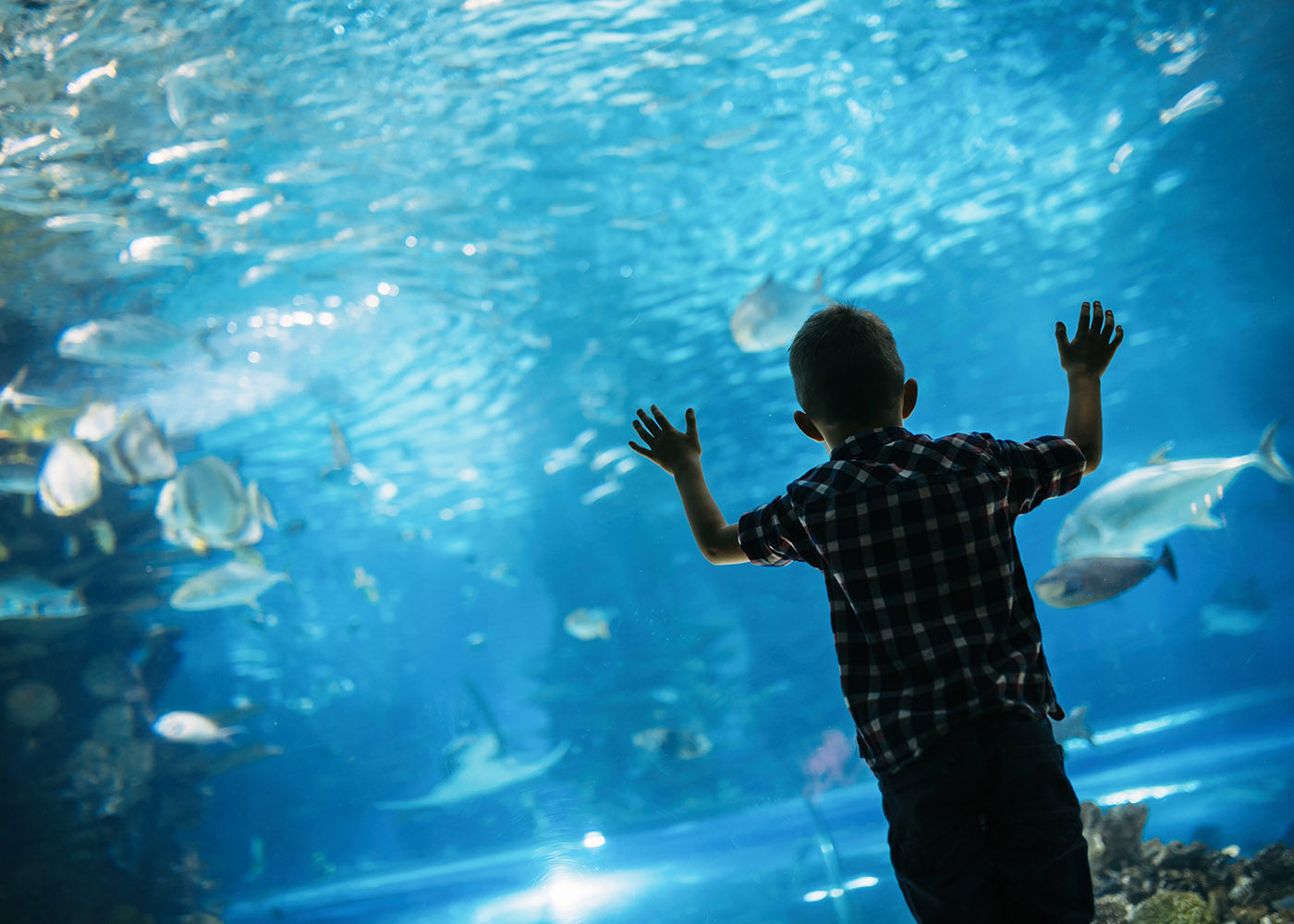 Teacher Resources | SEA LIFE Charlotte-Concord