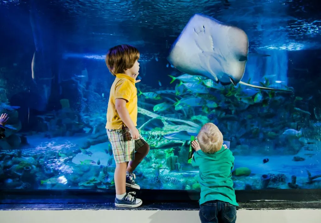 Your Day of Family Activities | SEA LIFE Charlotte Aquarium