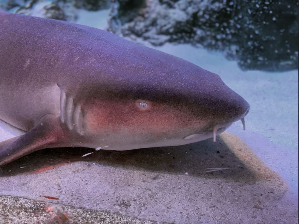 See Nurse Sharks | SEA LIFE Dallas Aquarium