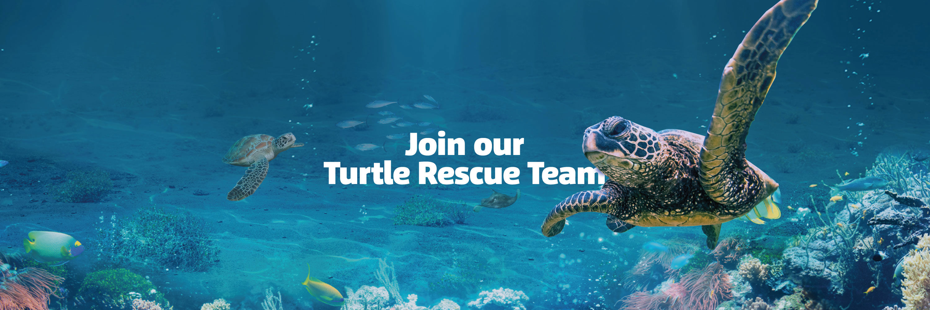 Turtle Rescue Team Event | SEA LIFE Grapevine