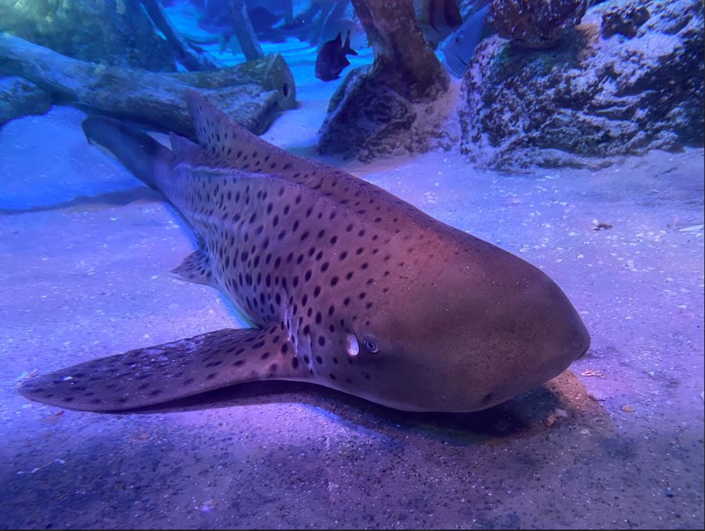 See Leopard Sharks | SEA LIFE Dallas Aquarium