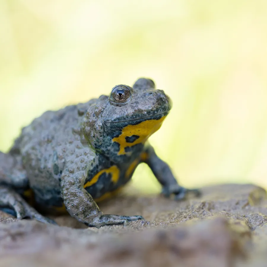 Yellow-bellied toad | SEA LIFE Hannover