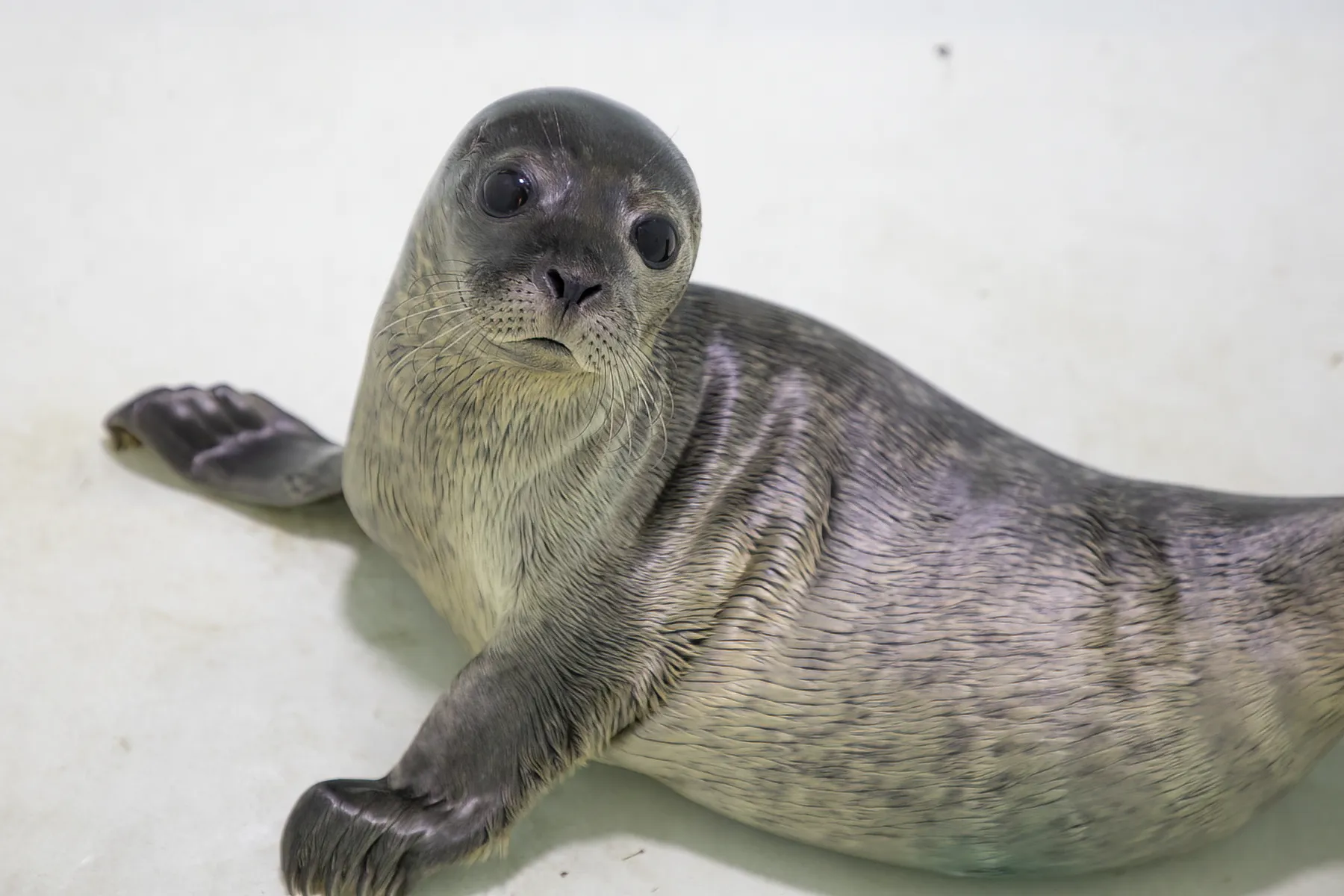 Plan Your Visit | SEA LIFE Hunstanton Aquarium