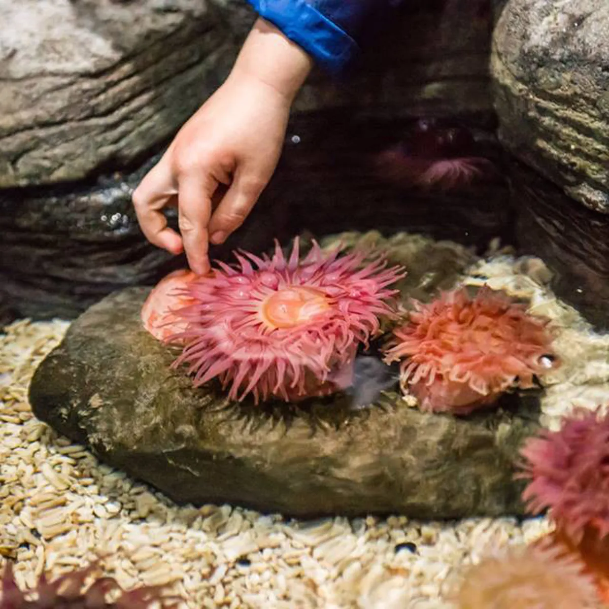 Rockpool Creatures | SEA LIFE Hunstanton Aquarium